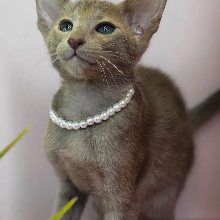 Ориентальные котята
