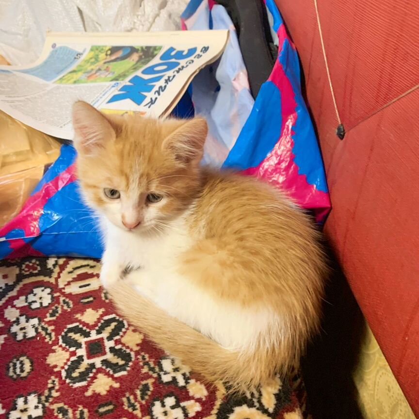 Котята в добрые руки