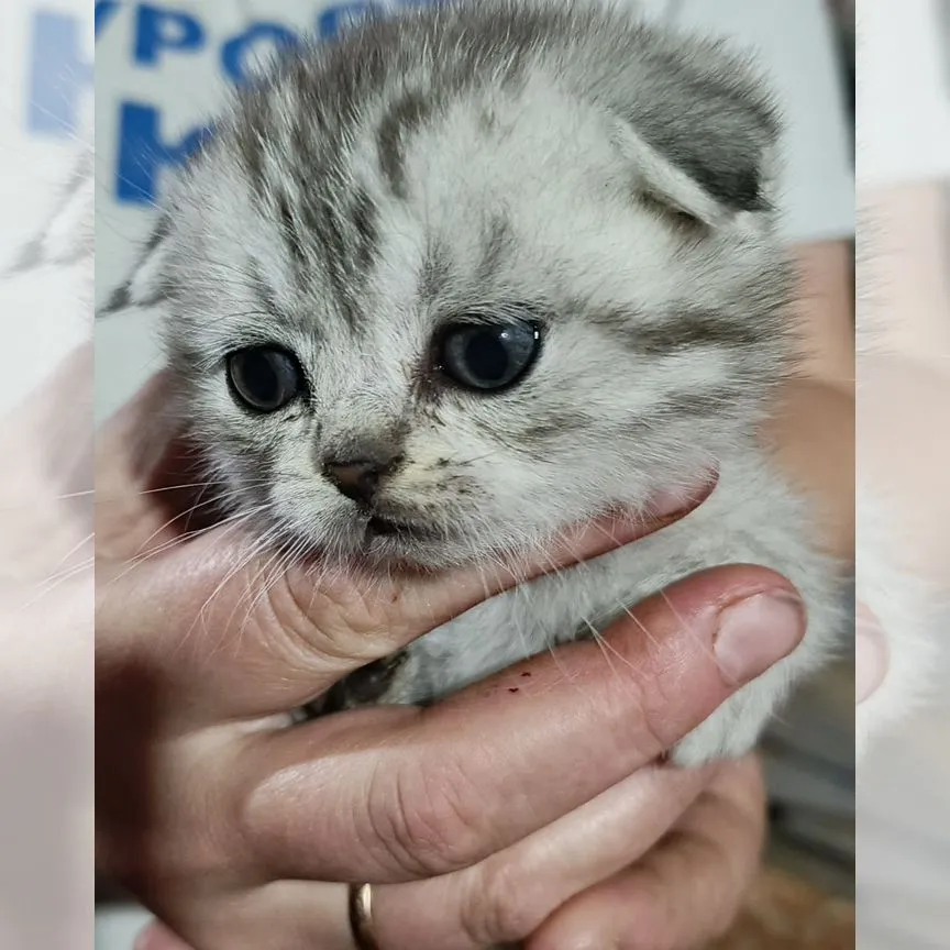 Шотландские котята