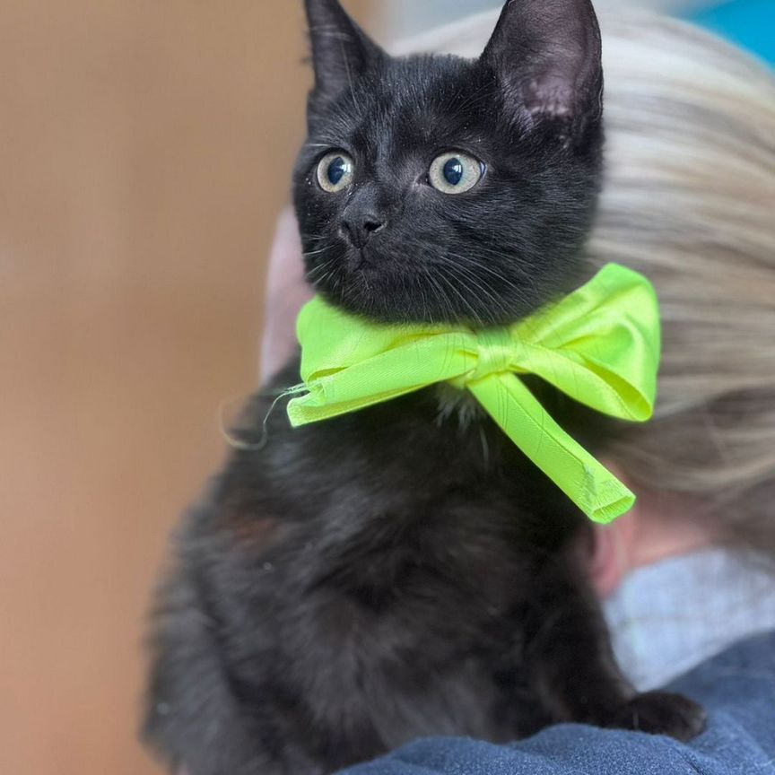 Чёрный котенок Мася ждёт вас