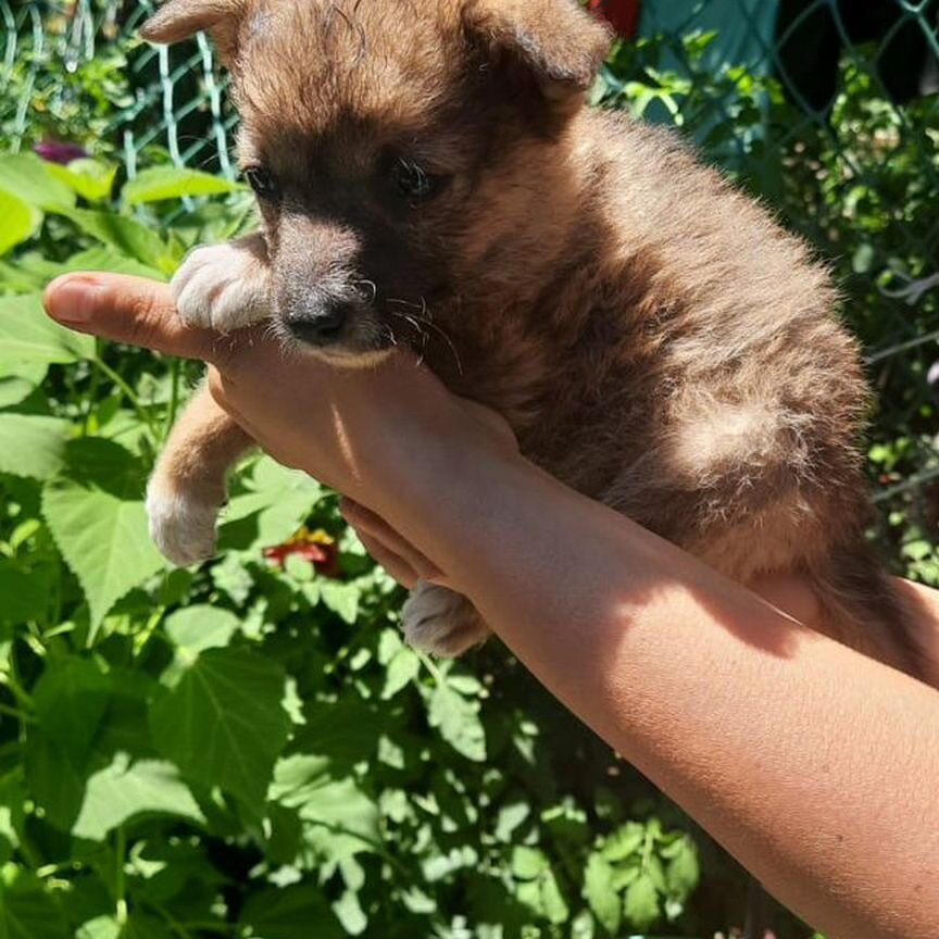 Щенок в добрые руки бесплатно