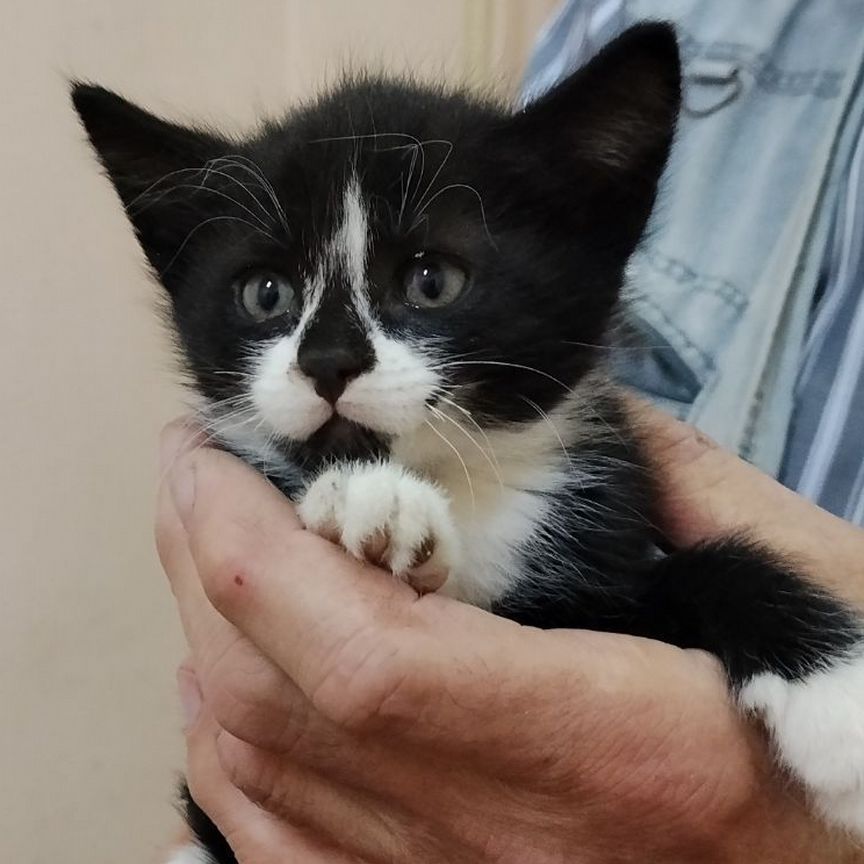 Котёнок в добрые руки