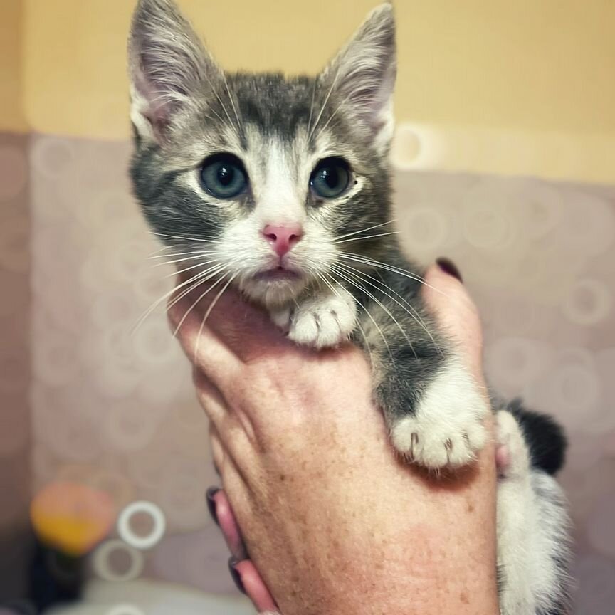 Отдается котенок-мальчик в добрые руки