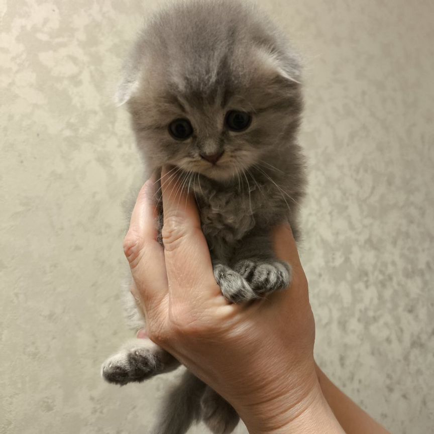 Шотландские вислоухие котята