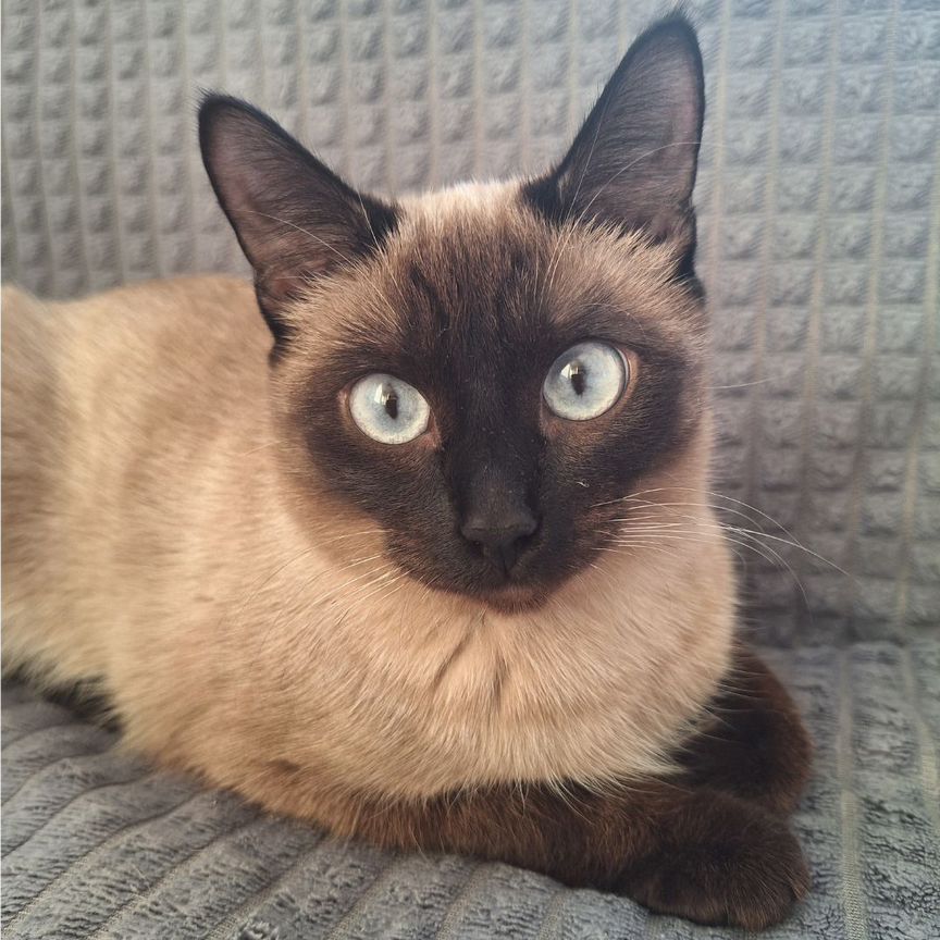 Сиамский котёнок