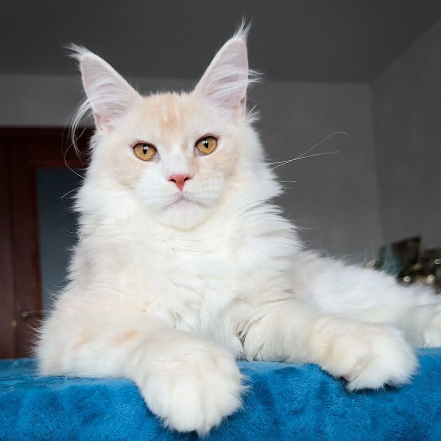 Мейн-кун котёнок