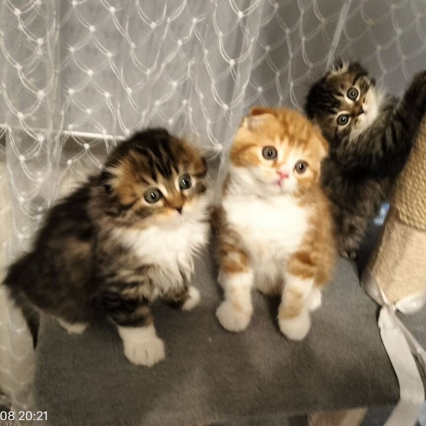 Шотландские вислоухие