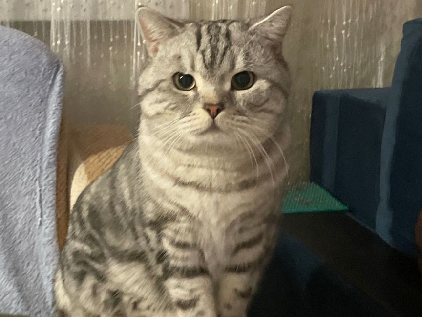 Шотландский кот на вязку