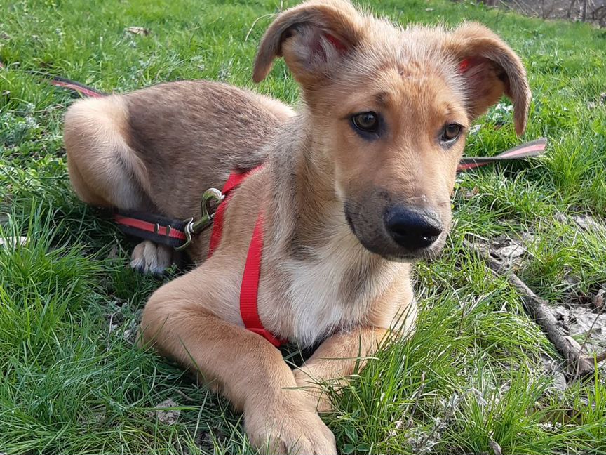 Щенок мальчик ищет дом