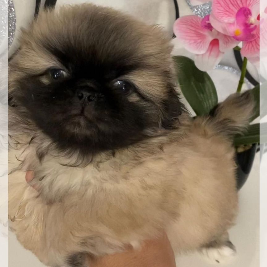 Щенки пикинеса Самара