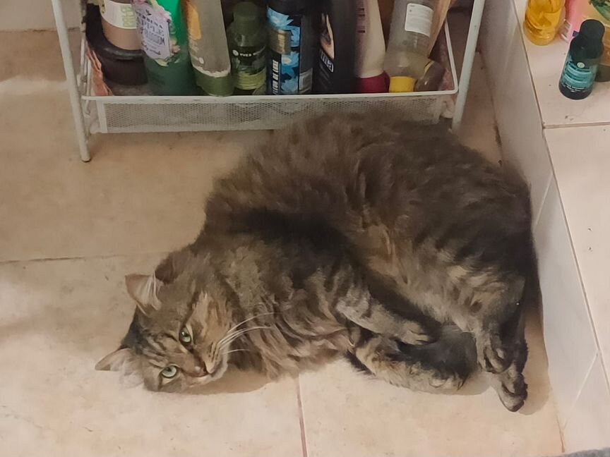 Шикарный кот Семен в поисках понимающей мамочки