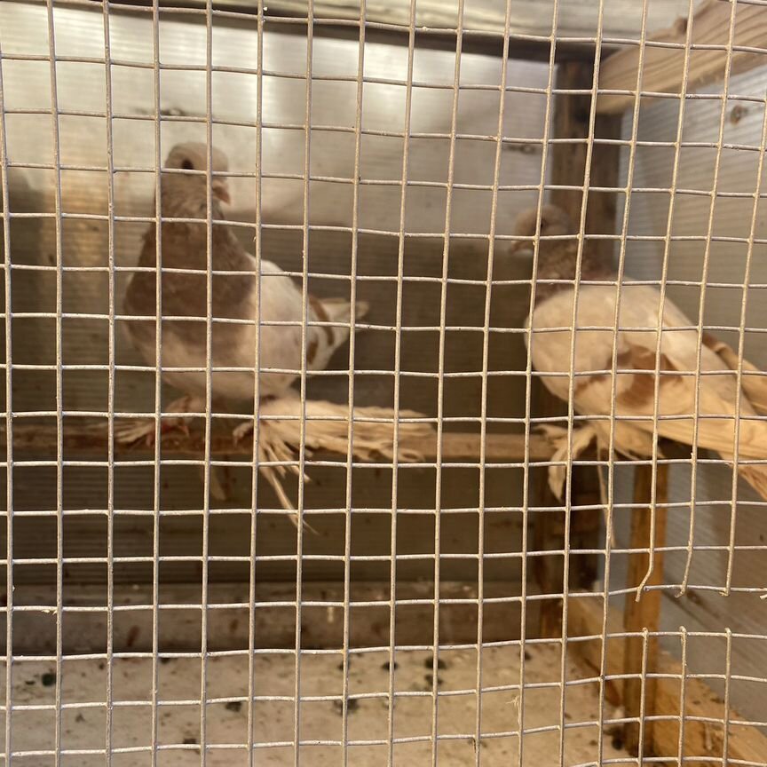 Голуби породистые