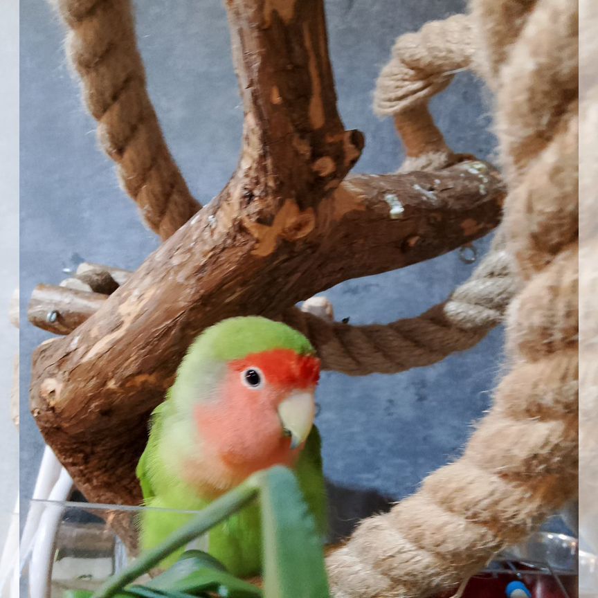 Попугай неразлучники с клеткой