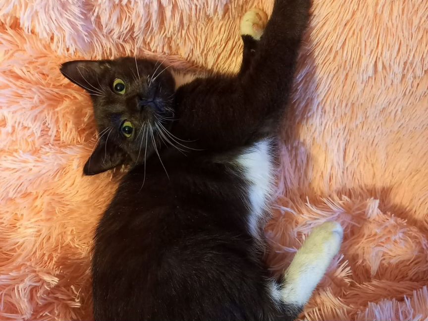 Усатый красавчик