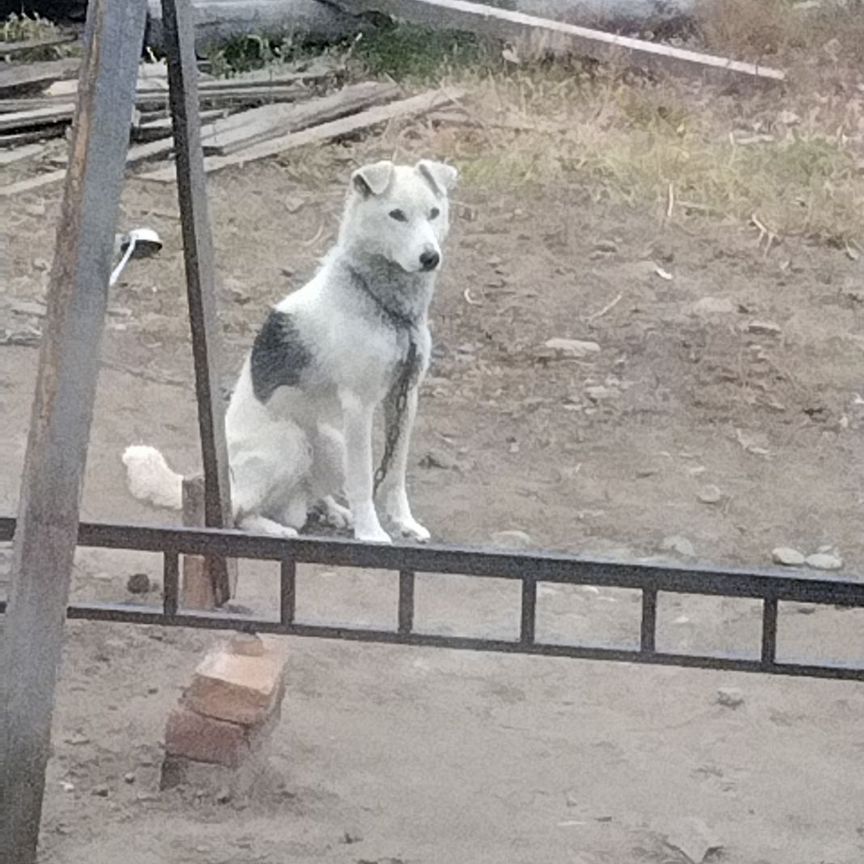 Отдам Собаку (кобель)