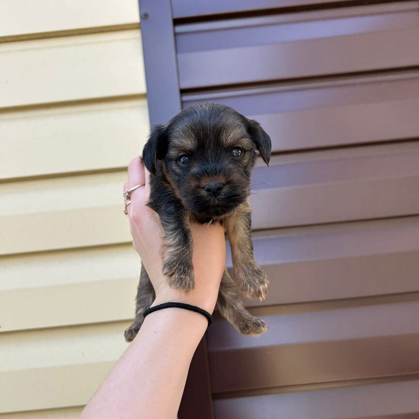 Продам щенков Йошкирский терьер