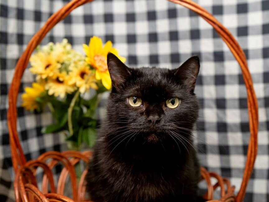 Умнейший котик ищет семью