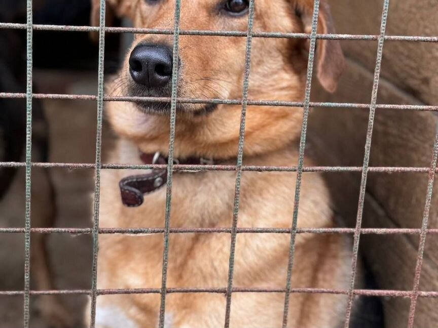 Баффи из приюта ждёт своего человека