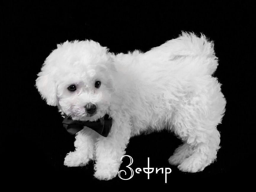 Щенки бишон фризе