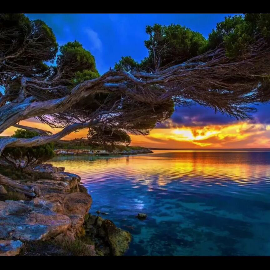 Зерно пшеница