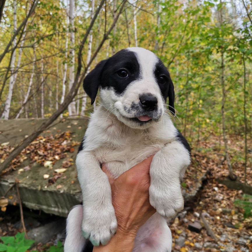 Щенок мальчик лаечного типа. Доставка
