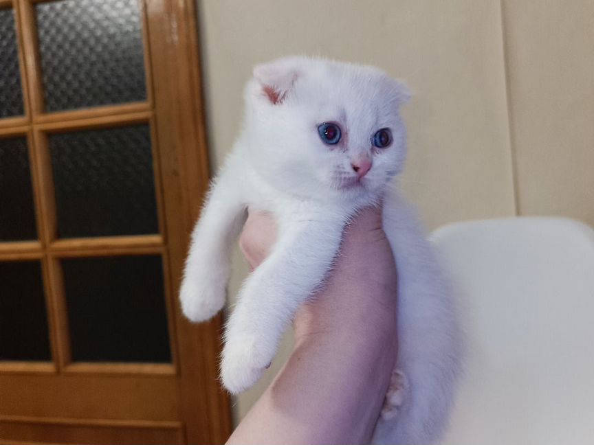 Британская вислоухая
