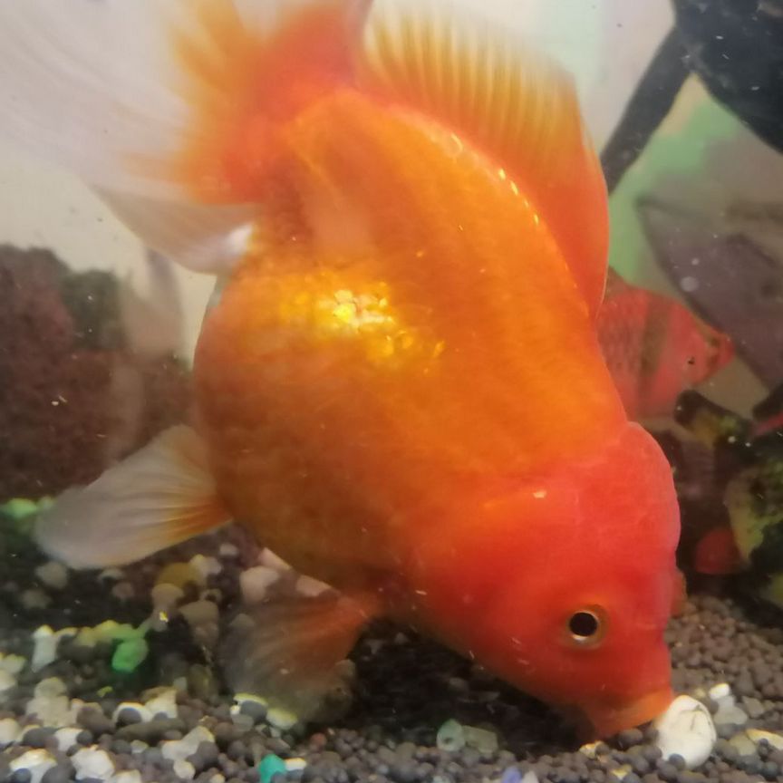 Золотая рыбка Риукин Красный (Ryukin Goldfish) 10