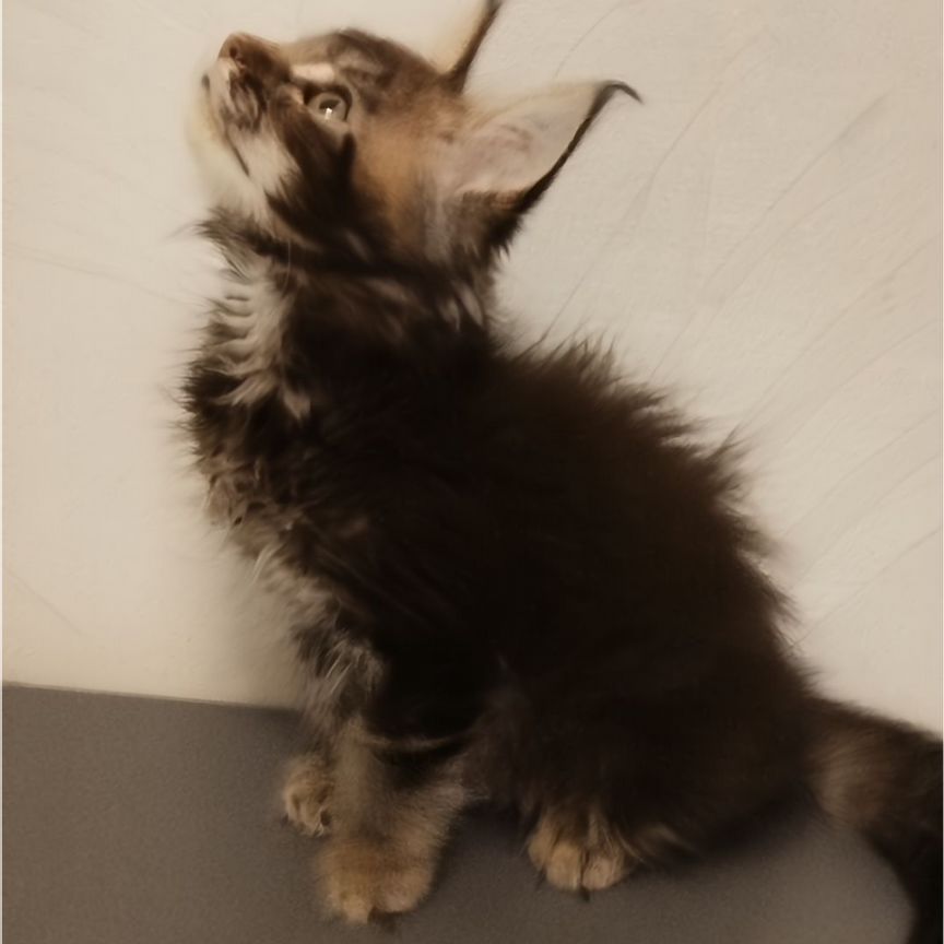 Мейн-кун котёнок