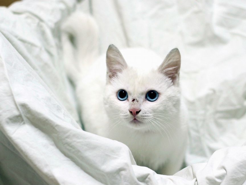 Саша Белый, Саня в добрые руки