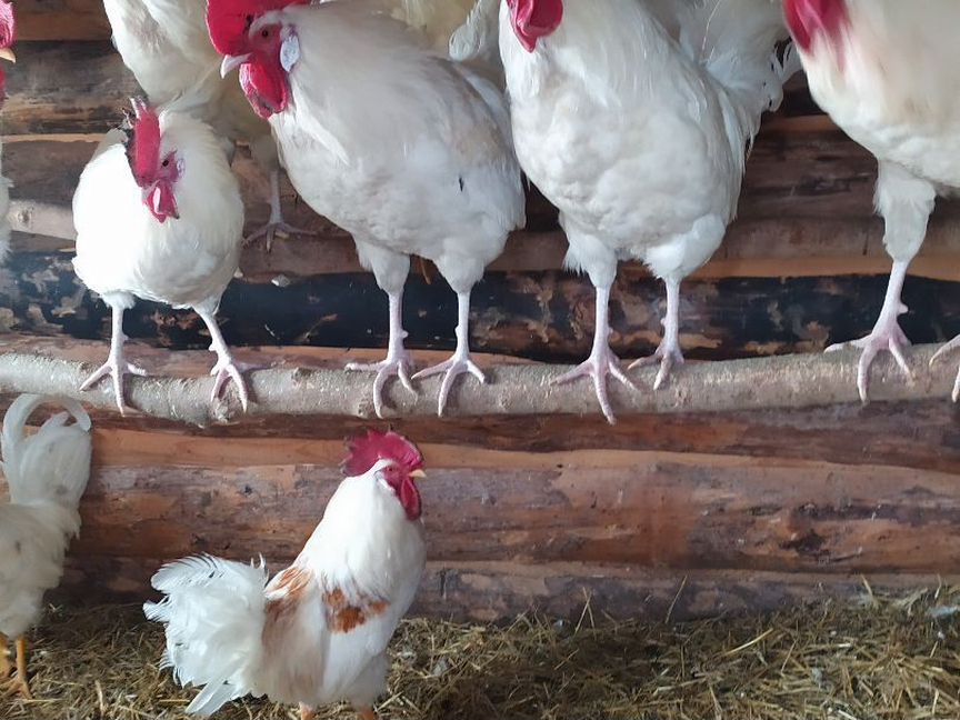 Куры домашние