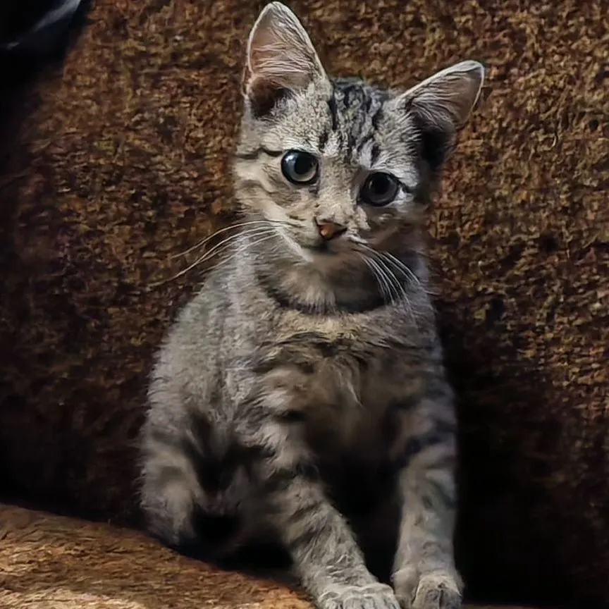 Котенок в хорошие заботливые ручки