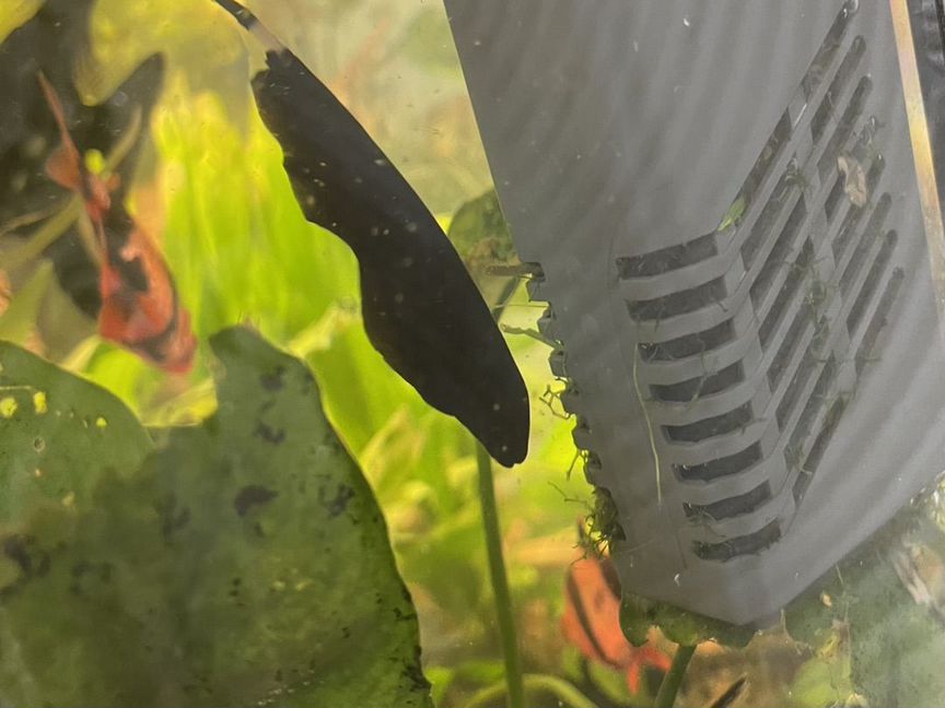 Аквариумные рыбки