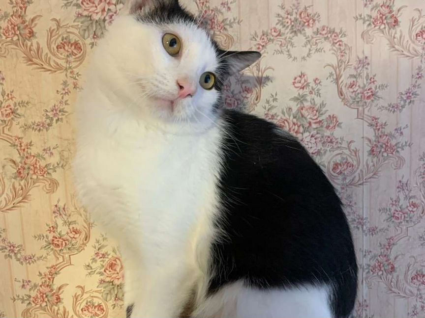 Котик головушка на бок