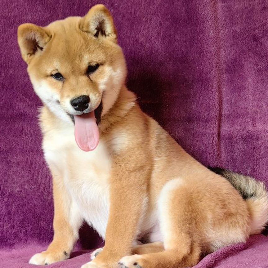 Сиба-ину, щенок