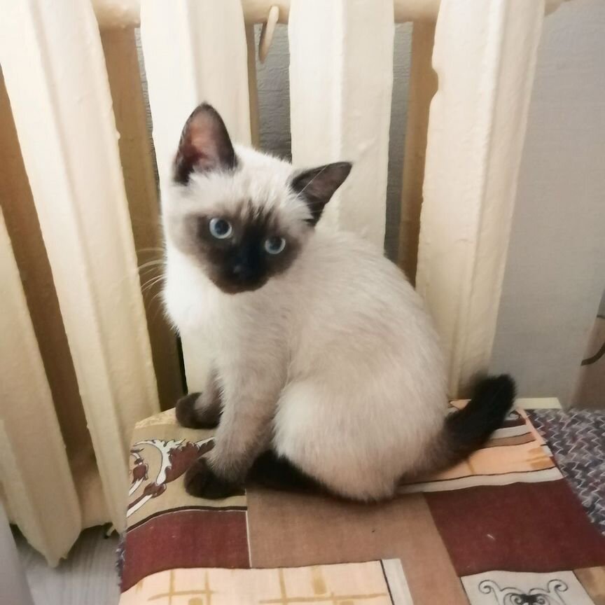 Котенок 4 месяца, девочка