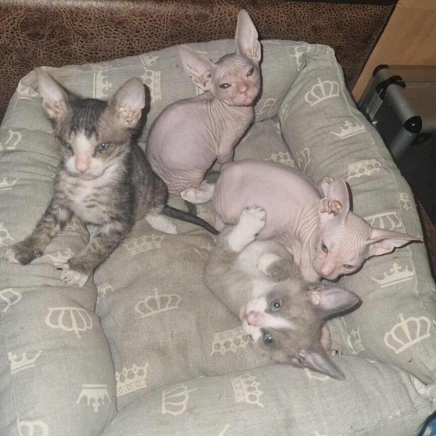 Котята Донского сфинкса