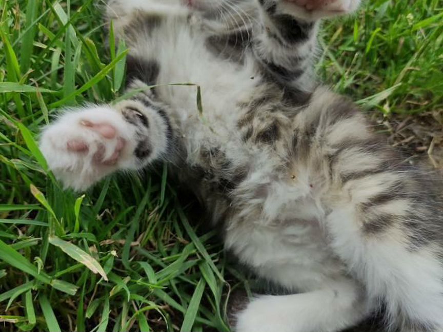 Кошки