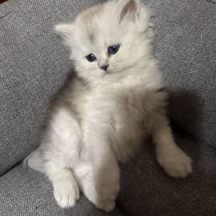 Шотландская вислоухая кошка