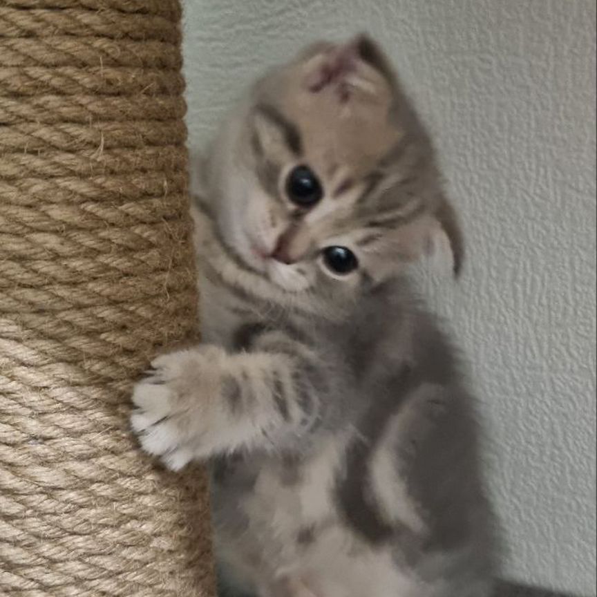 Шотландская вислоухая