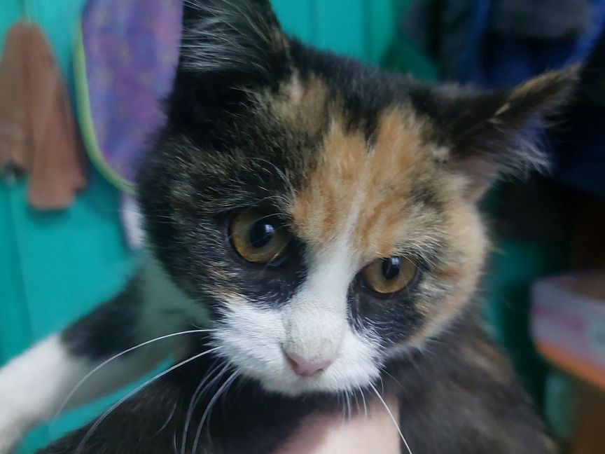 Трехшерстный котенок