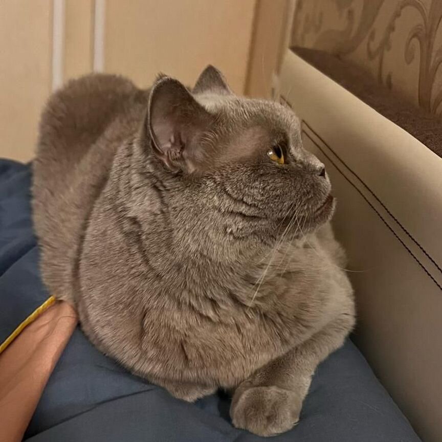 Отдам в добрые руки кошку бесплатно