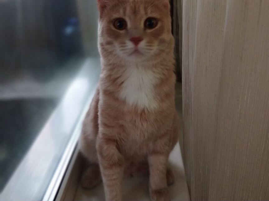 Красивый котик
