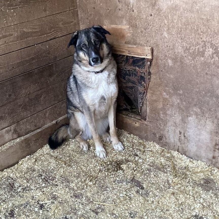 Приютите домой Тессу