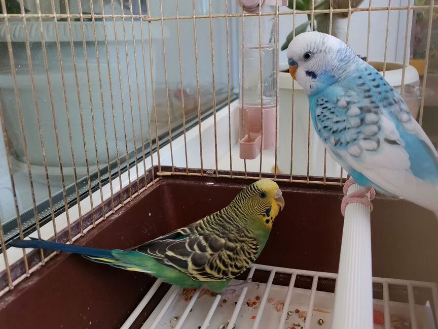 Волнистые попугаи с клеткой