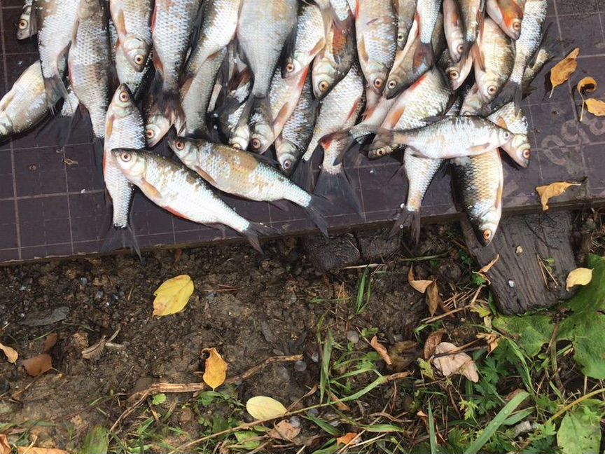 Рыба для животных