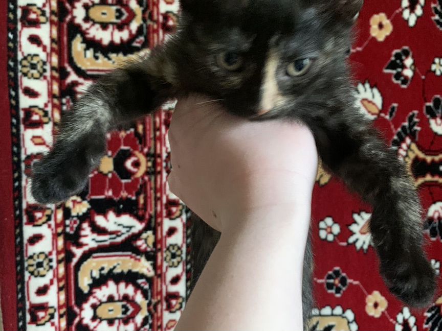 Котята трех цветные