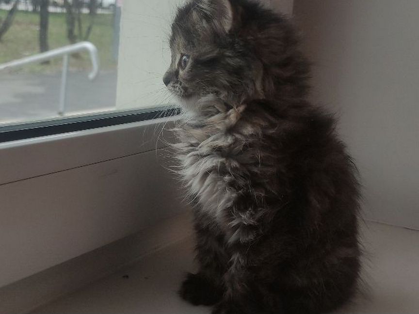 Кошка мейкун