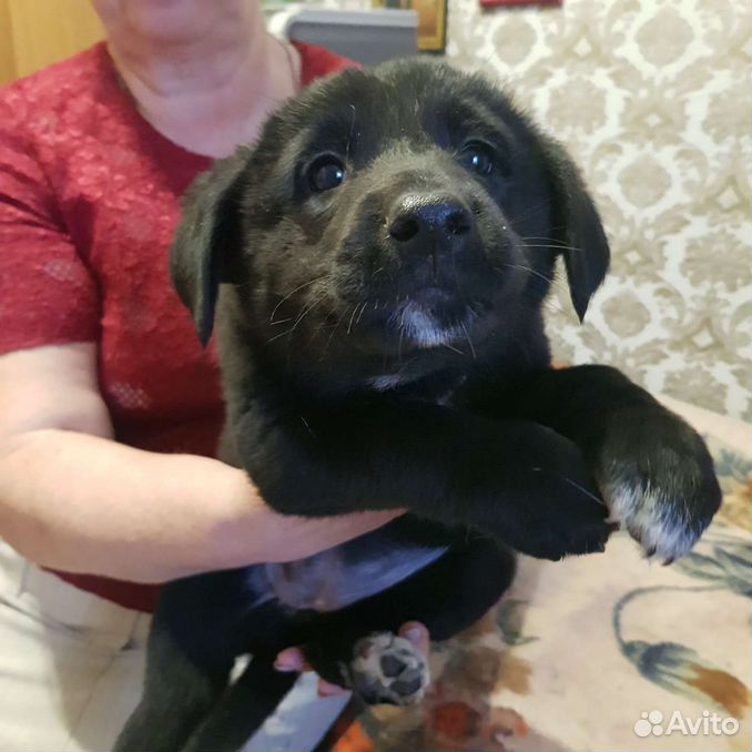 Щенок помесь гладкошерстного ретривера и кавказца