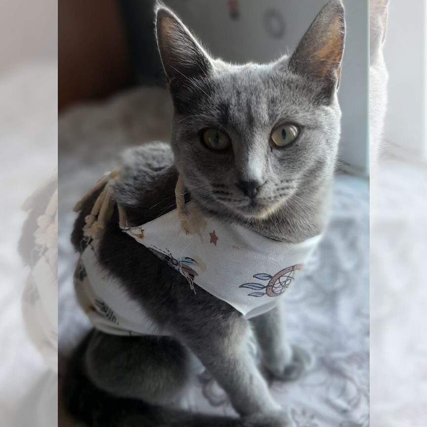 Нужен дом кошечке
