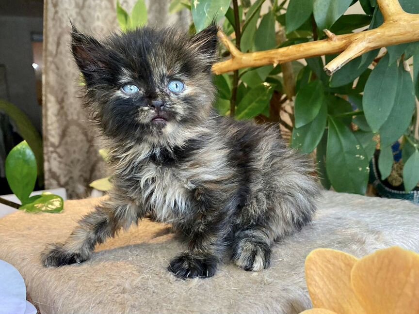 Чудесная малышка ждет мампап